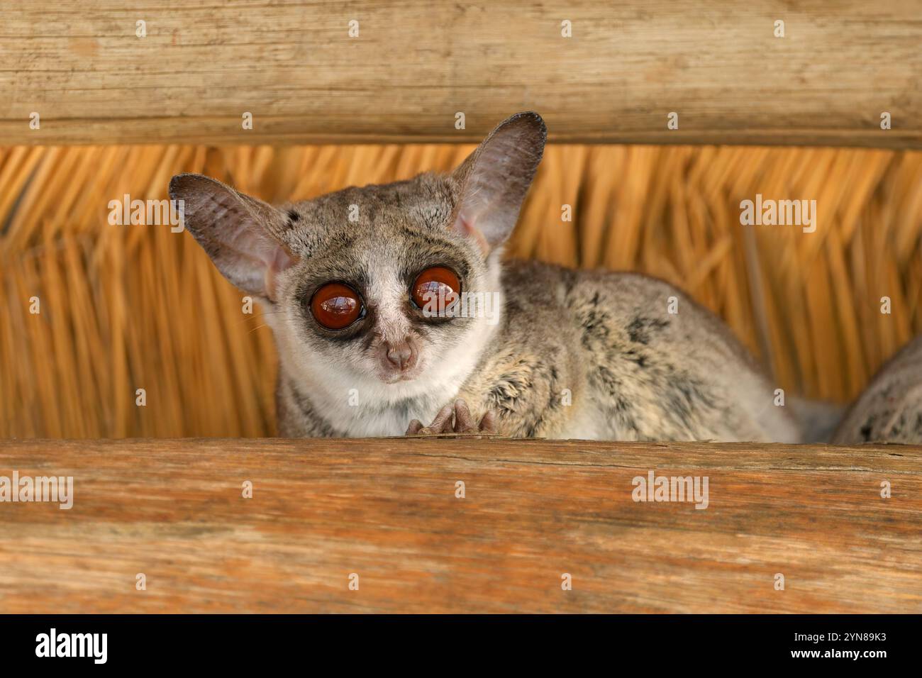 An alert nocturnal lesser galago or bushbaby (Galago moholi), southern ...