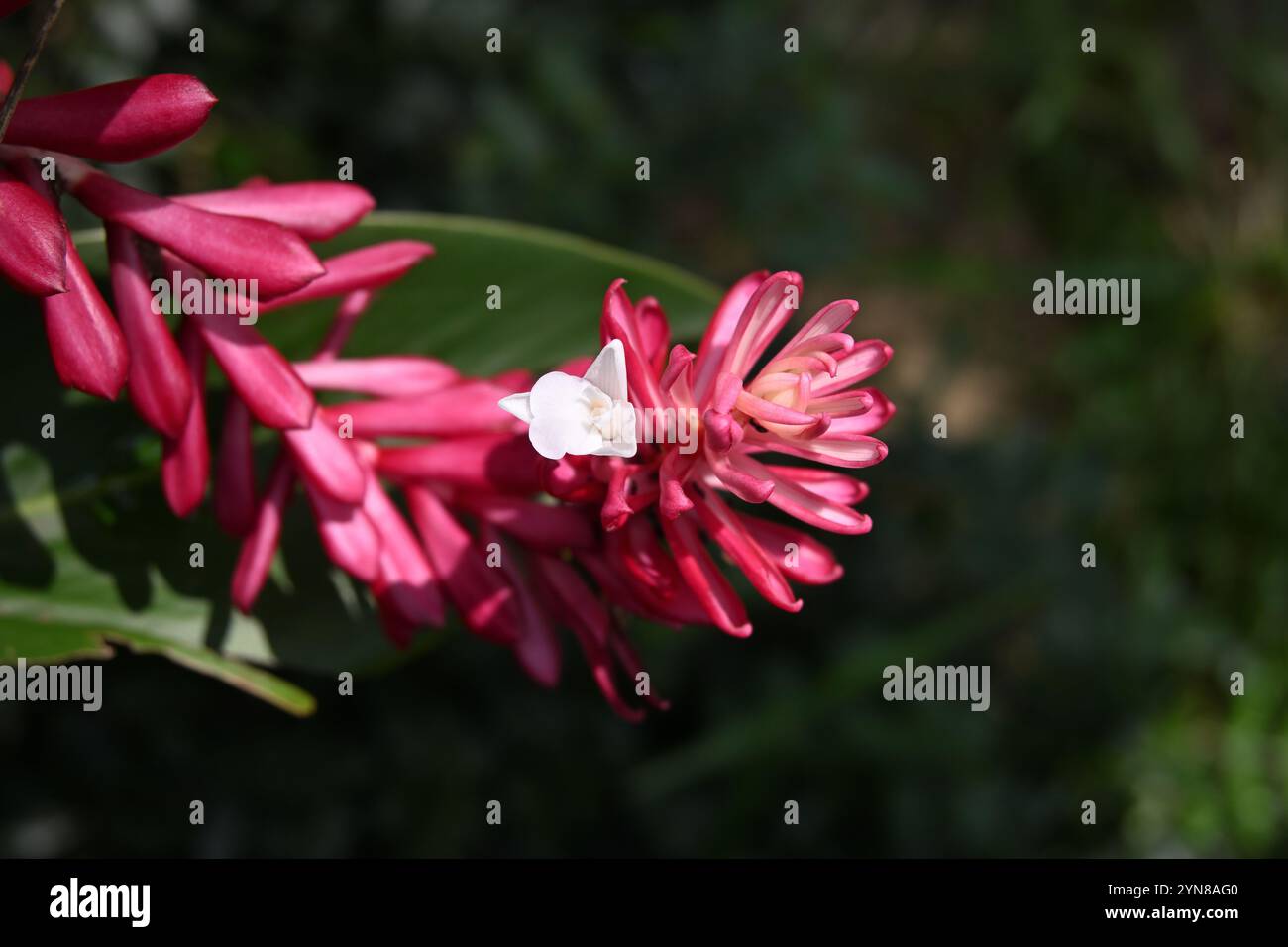Actual red ginger flower hi-res stock photography and images - Alamy