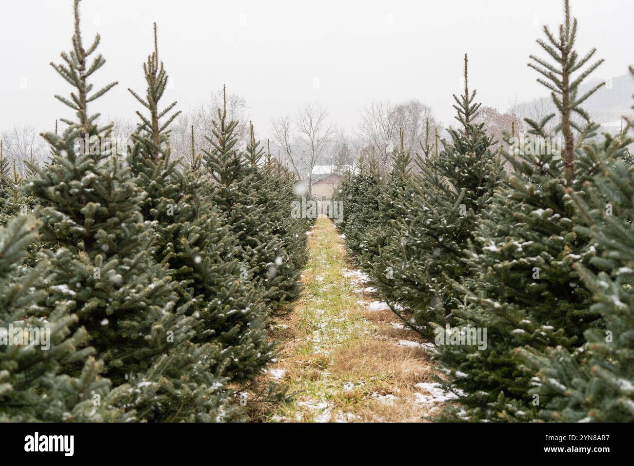Row green pine trees hi-res stock photography and images - Alamy