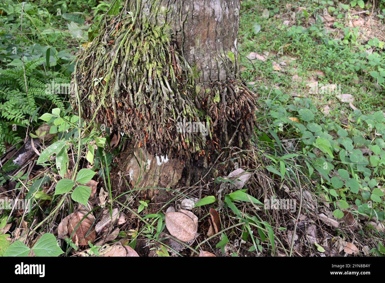 View of the bottom of a coconut tree trunk with air roots growing on ...