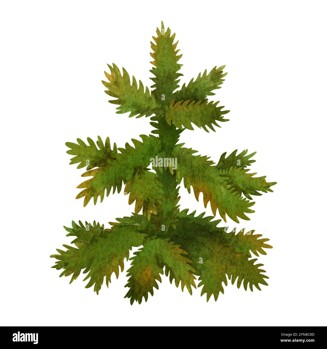 Small fir. Isolated watercolor spruce. Green conifer plant. Christmas ...