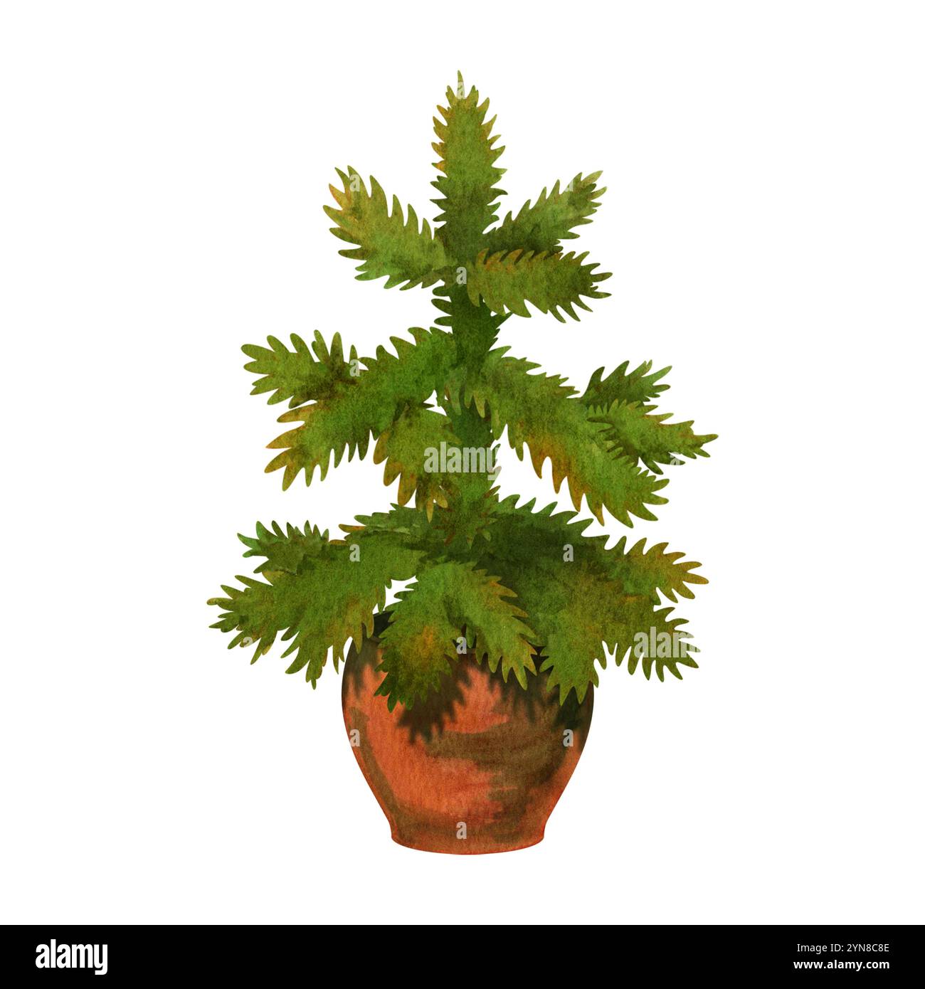Green fir, pine, spruce or Christmas tree. Small conifer plant in brown ...