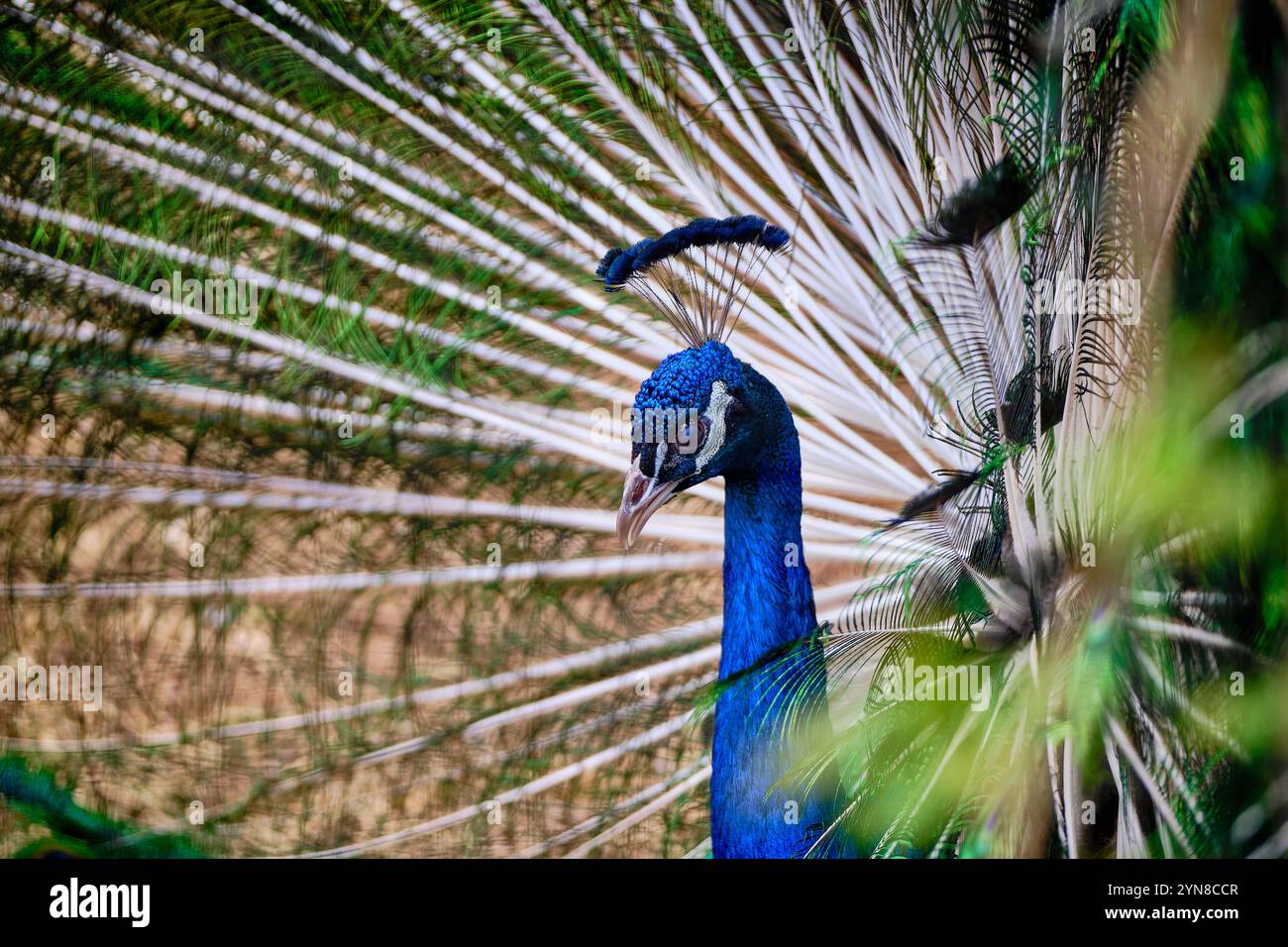 Elegant crest feathers hi-res stock photography and images - Alamy
