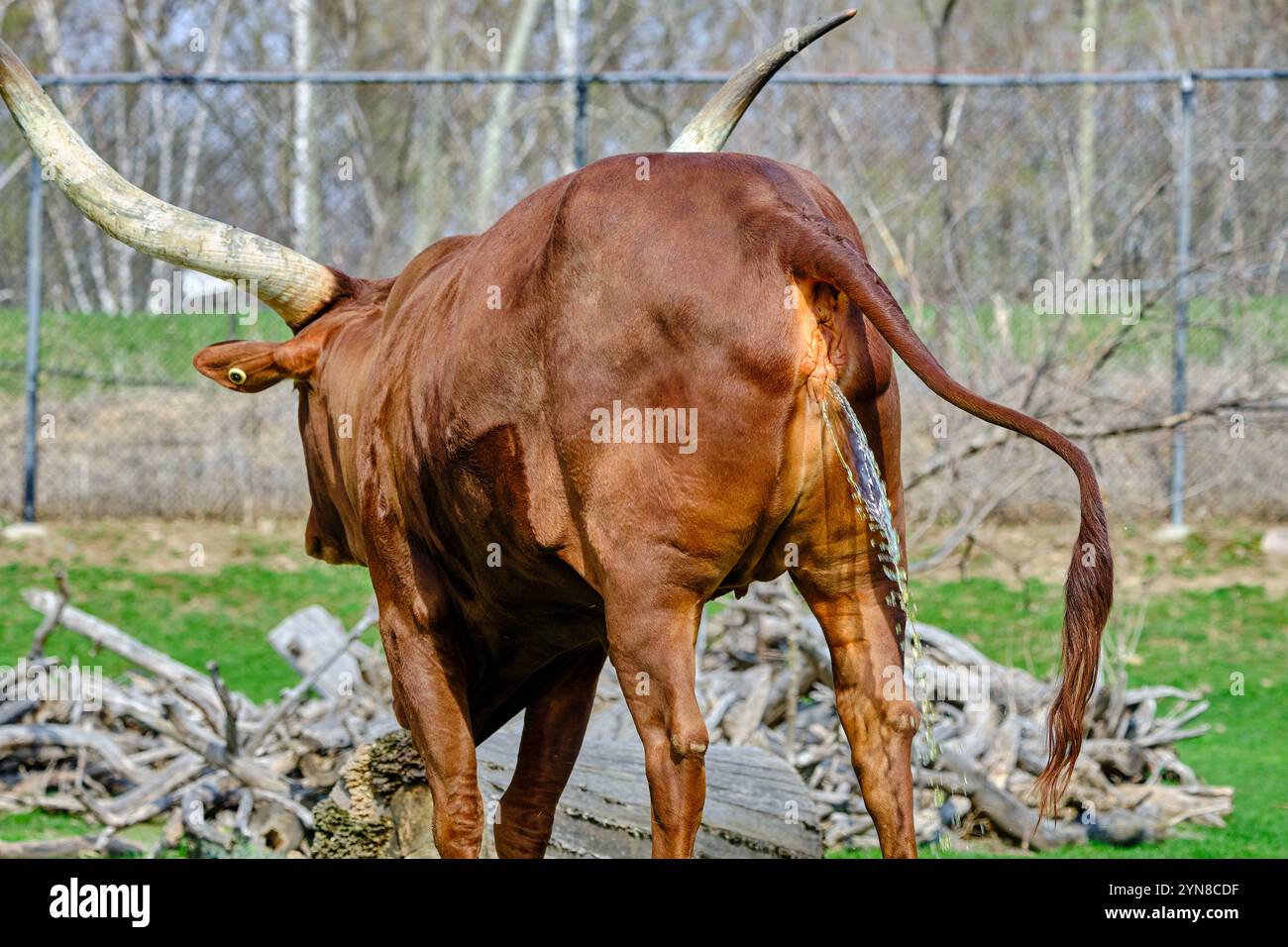 Rear View of a Longhorn Bull in a Pasture Captured in a Natural Setting ...