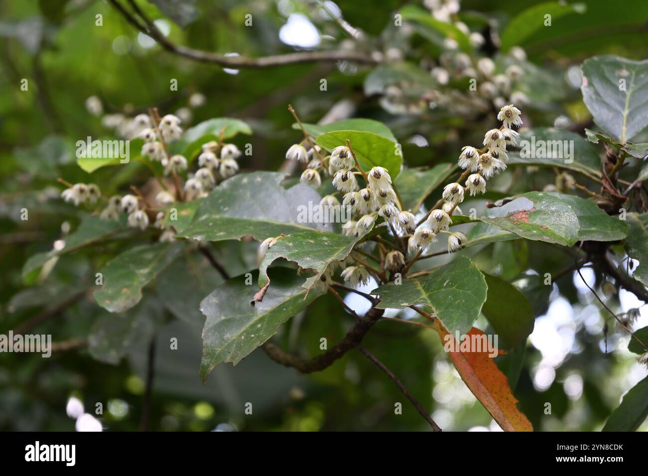 View of a cluster of Ceylon olive flowers (Elaeocarpus serratus ...