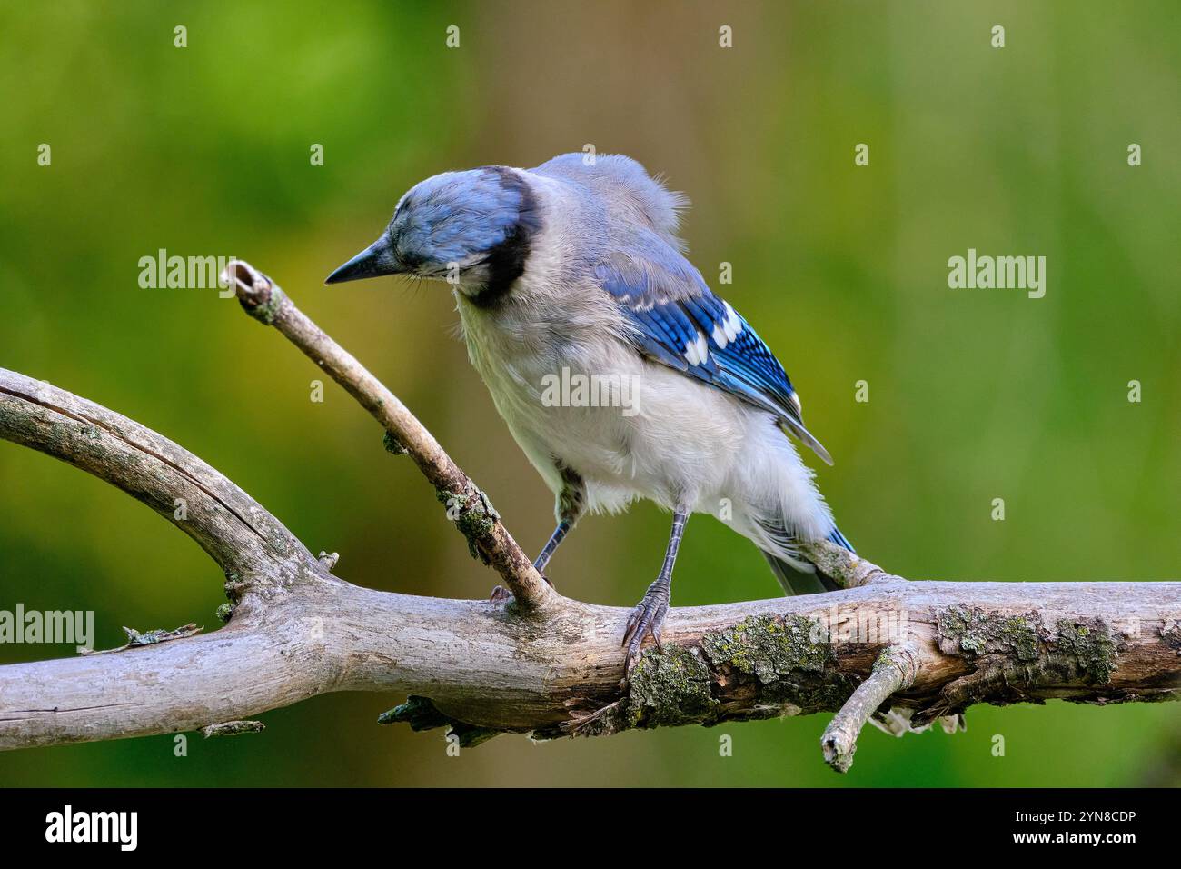 Blue jay in a natural habitat hi-res stock photography and images - Alamy
