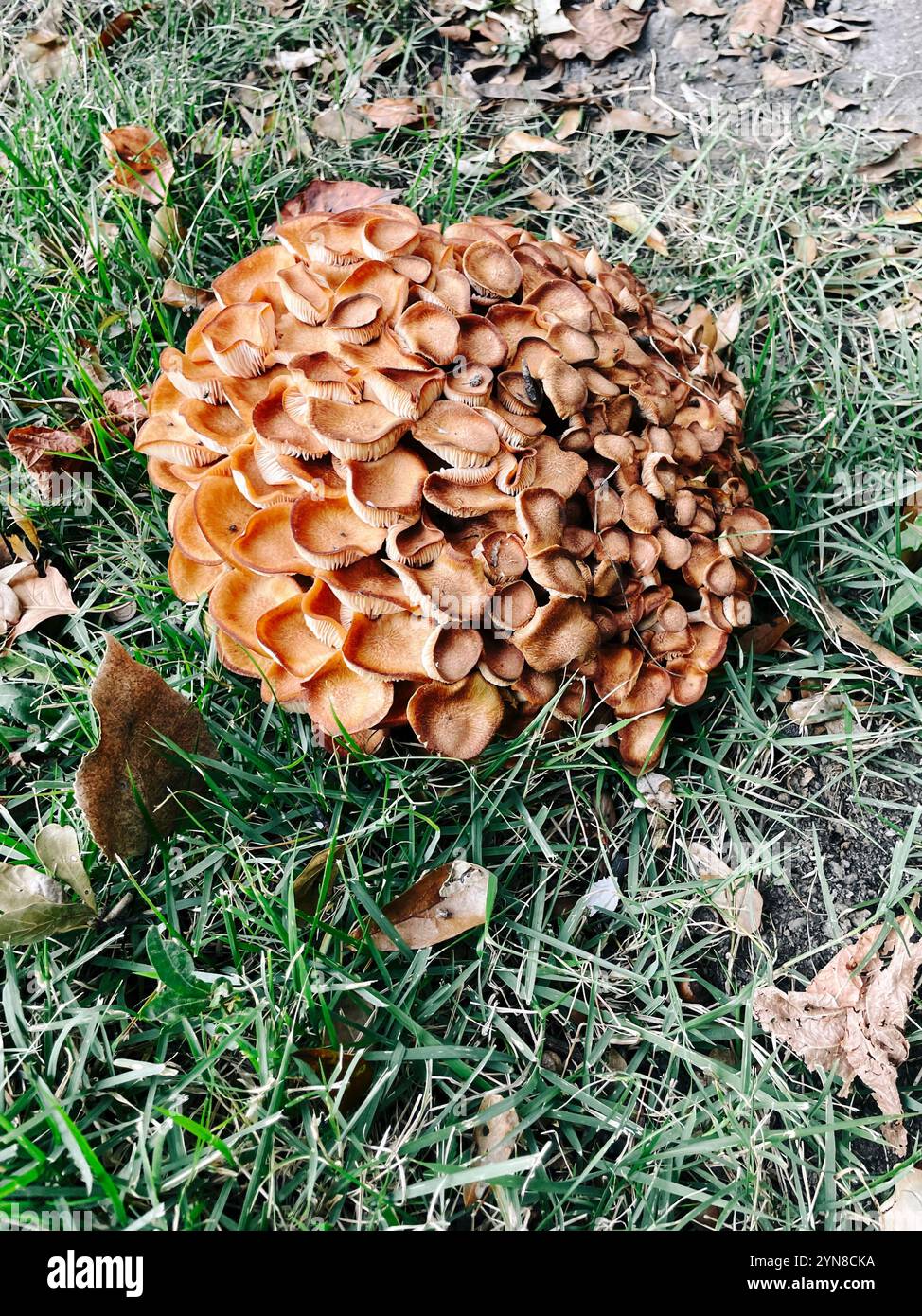 Ringless Honey Mushroom Close Up Stock Photo - Alamy