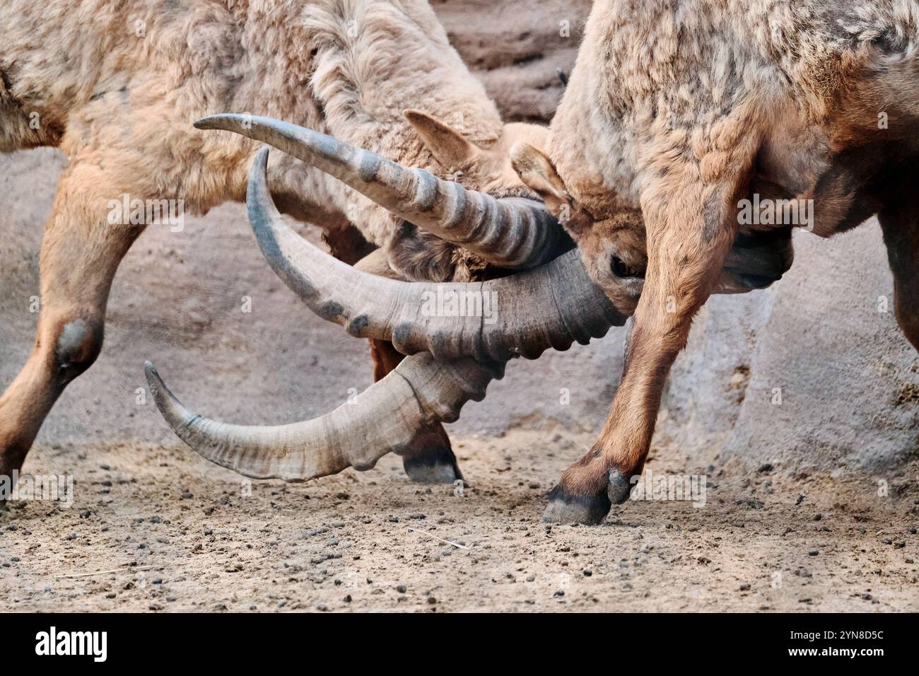 Male Ibex Locking Horns in a Dramatic Display of Strength and Dominance ...