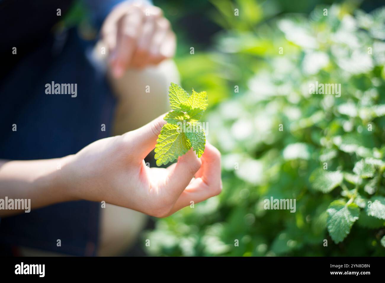 Living mint herb hi-res stock photography and images - Alamy