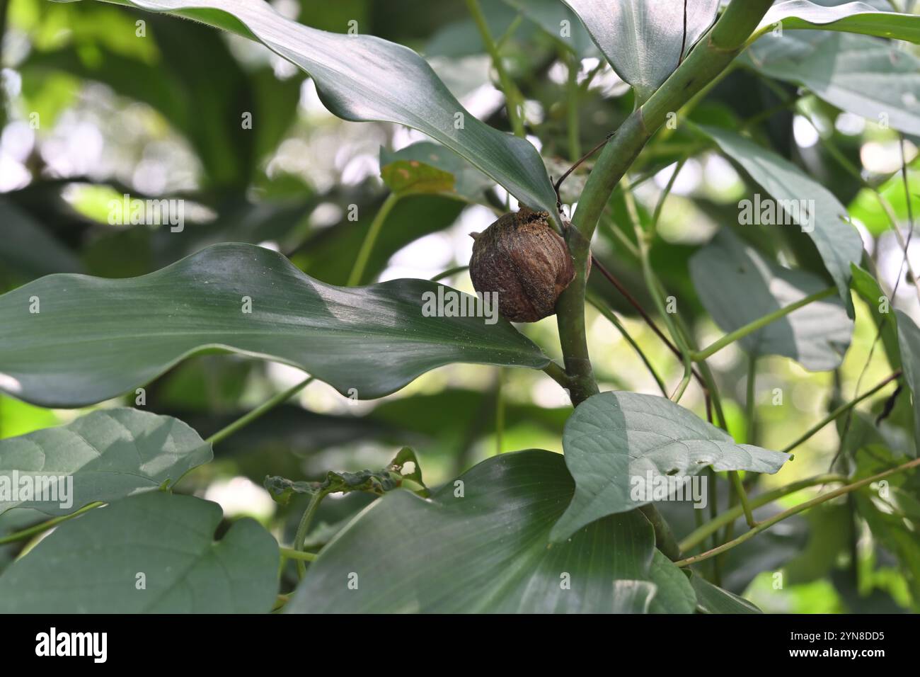 View of an opened praying mantis egg case on the underside of a Crepe ...