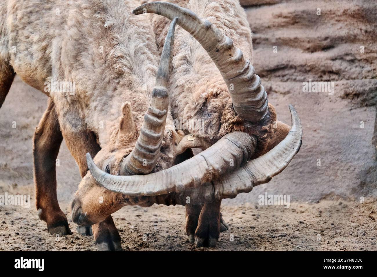 Mountain goats locking horns hi-res stock photography and images - Alamy