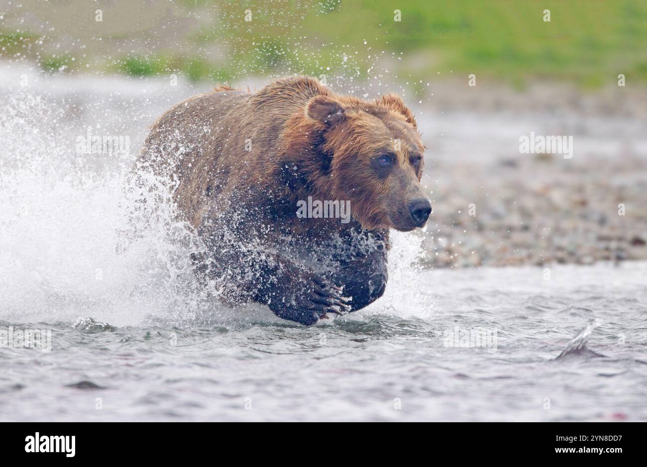 Alaska Brown Bear Charging into River Stock Photo - Alamy