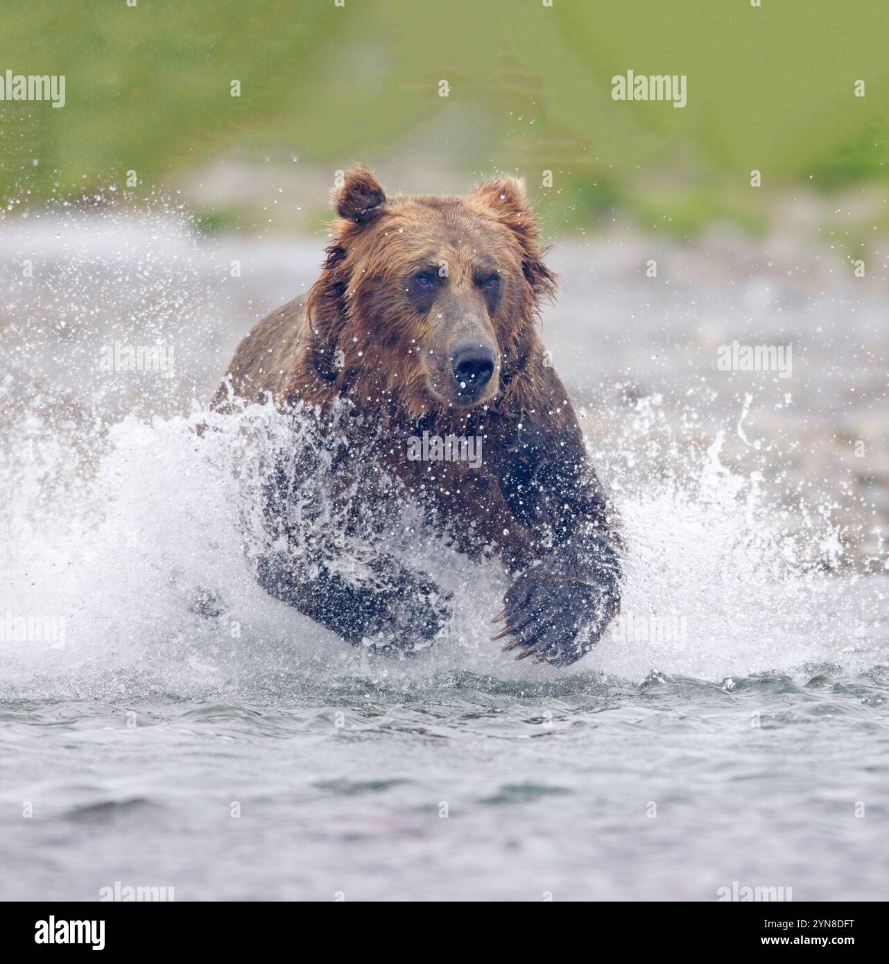 Alaska Brown Bear Charging into river Stock Photo - Alamy