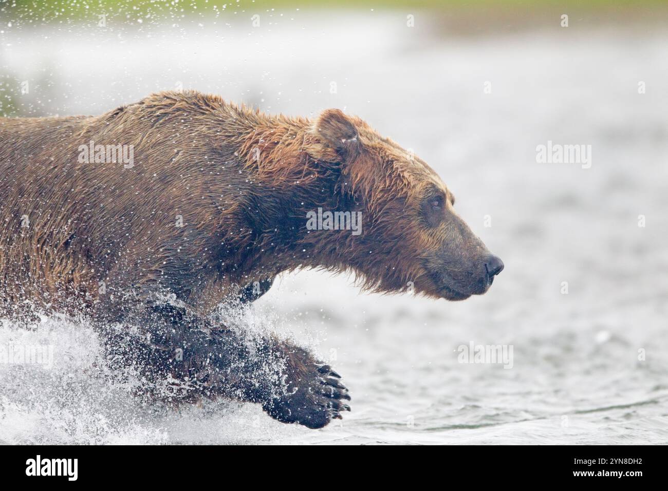 Alaska Brown Bear Charging into River Stock Photo - Alamy
