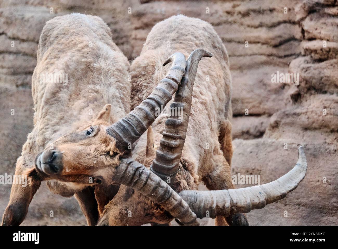 Male Ibex Locking Horns in a Dramatic Display of Strength and Dominance ...
