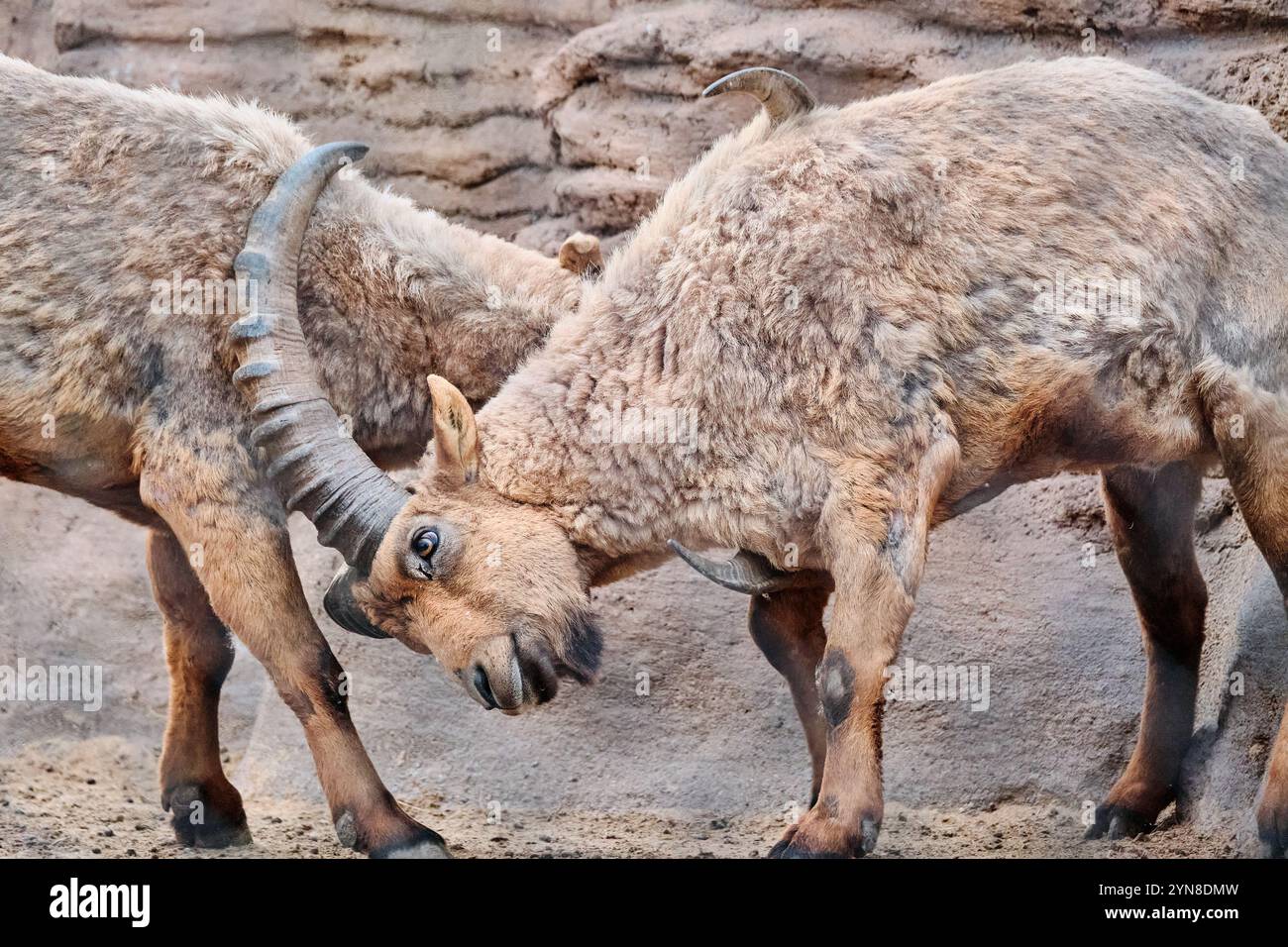 Male Ibex Locking Horns in a Dramatic Display of Strength and Dominance ...