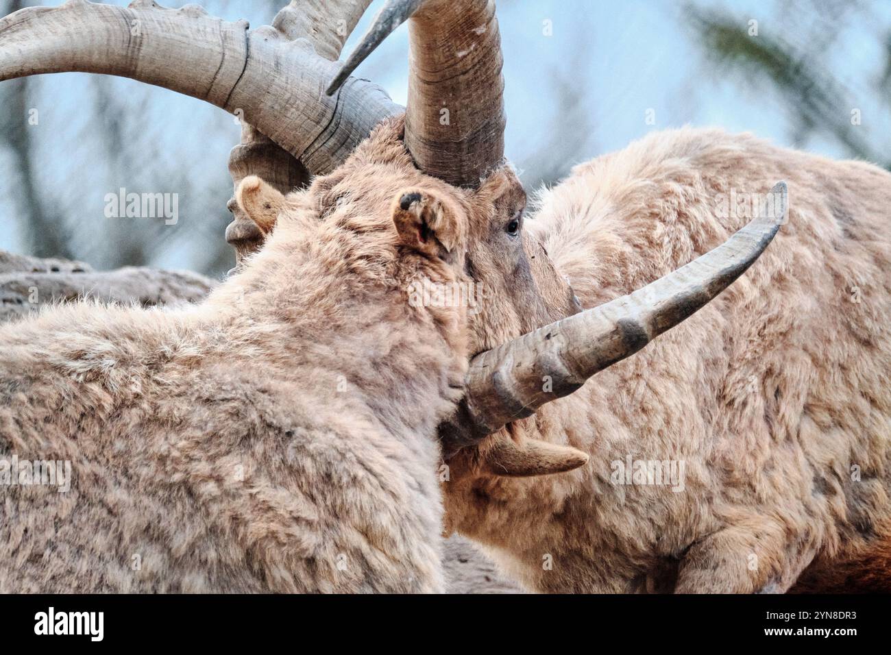Male Ibex Locking Horns in a Dramatic Display of Strength and Dominance ...
