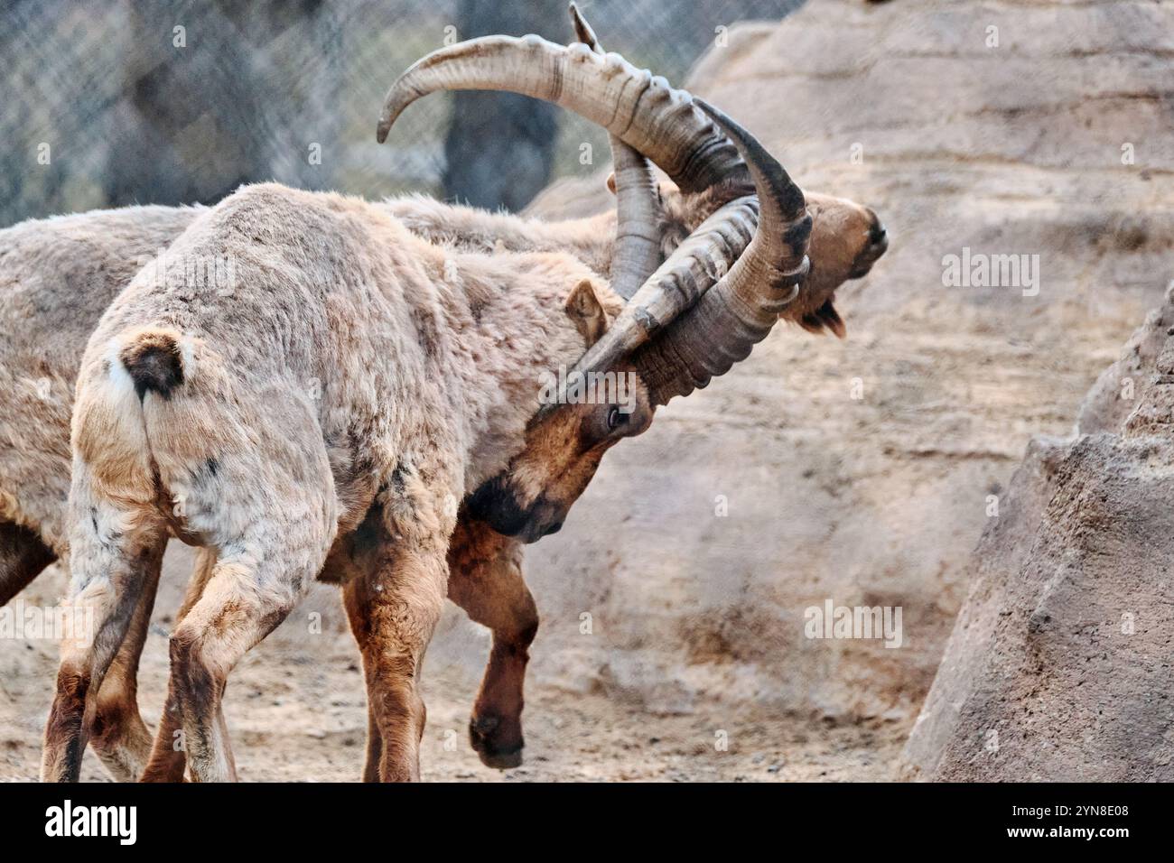 Male Ibex Locking Horns in a Dramatic Display of Strength and Dominance ...