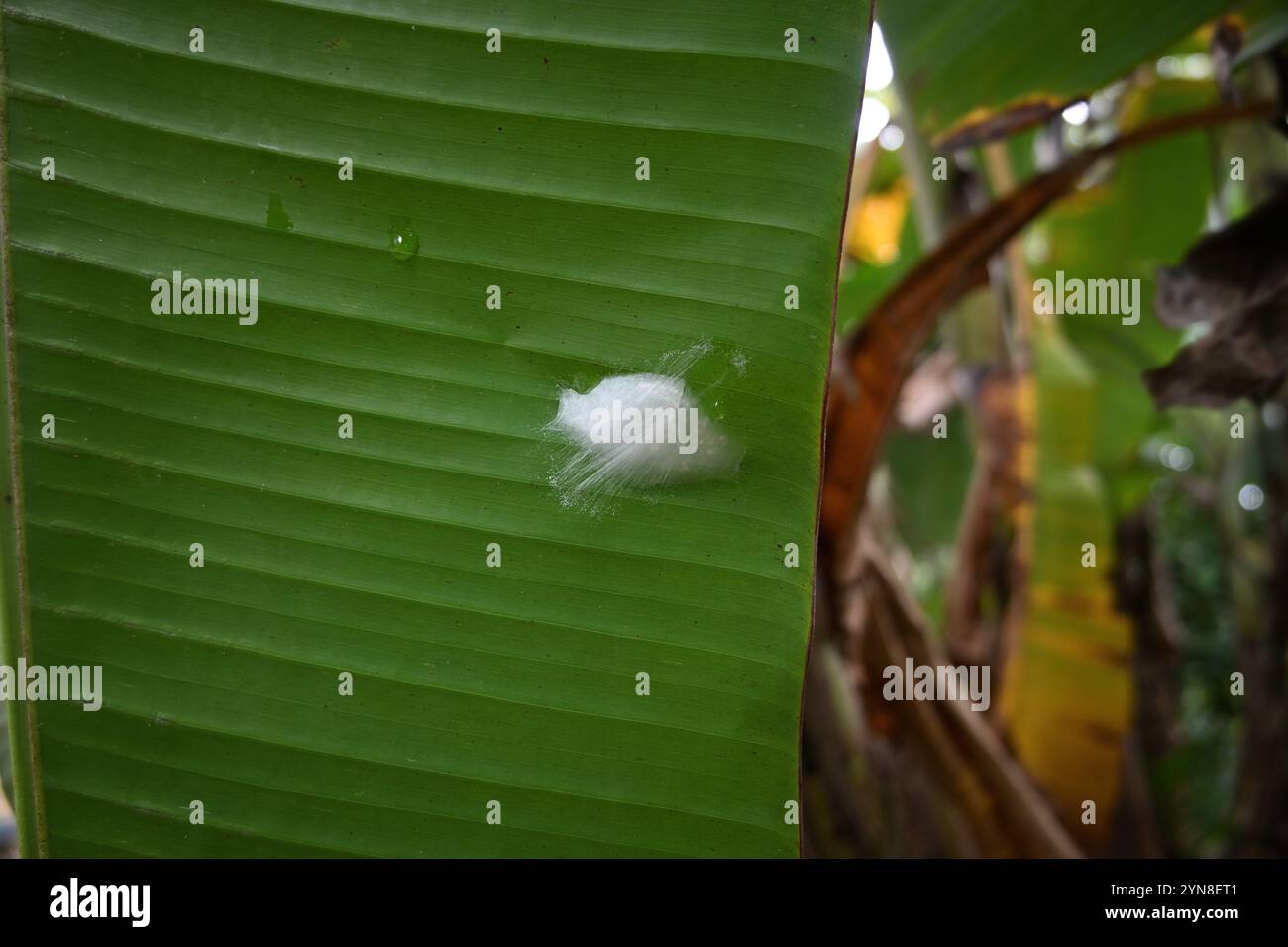 View of a spider cocoon or nest with tiny spider babies inside is ...