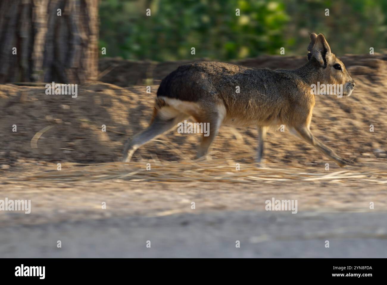 A Patagonia mara runs at Al Qudra Lakes in Dubai, United Arab Emirates ...