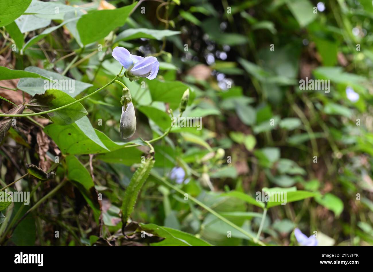 Wilted winged bean flower hi-res stock photography and images - Alamy