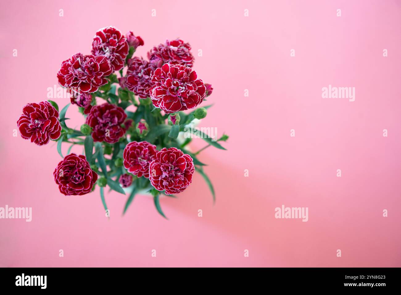Carnation flower background material Stock Photo - Alamy