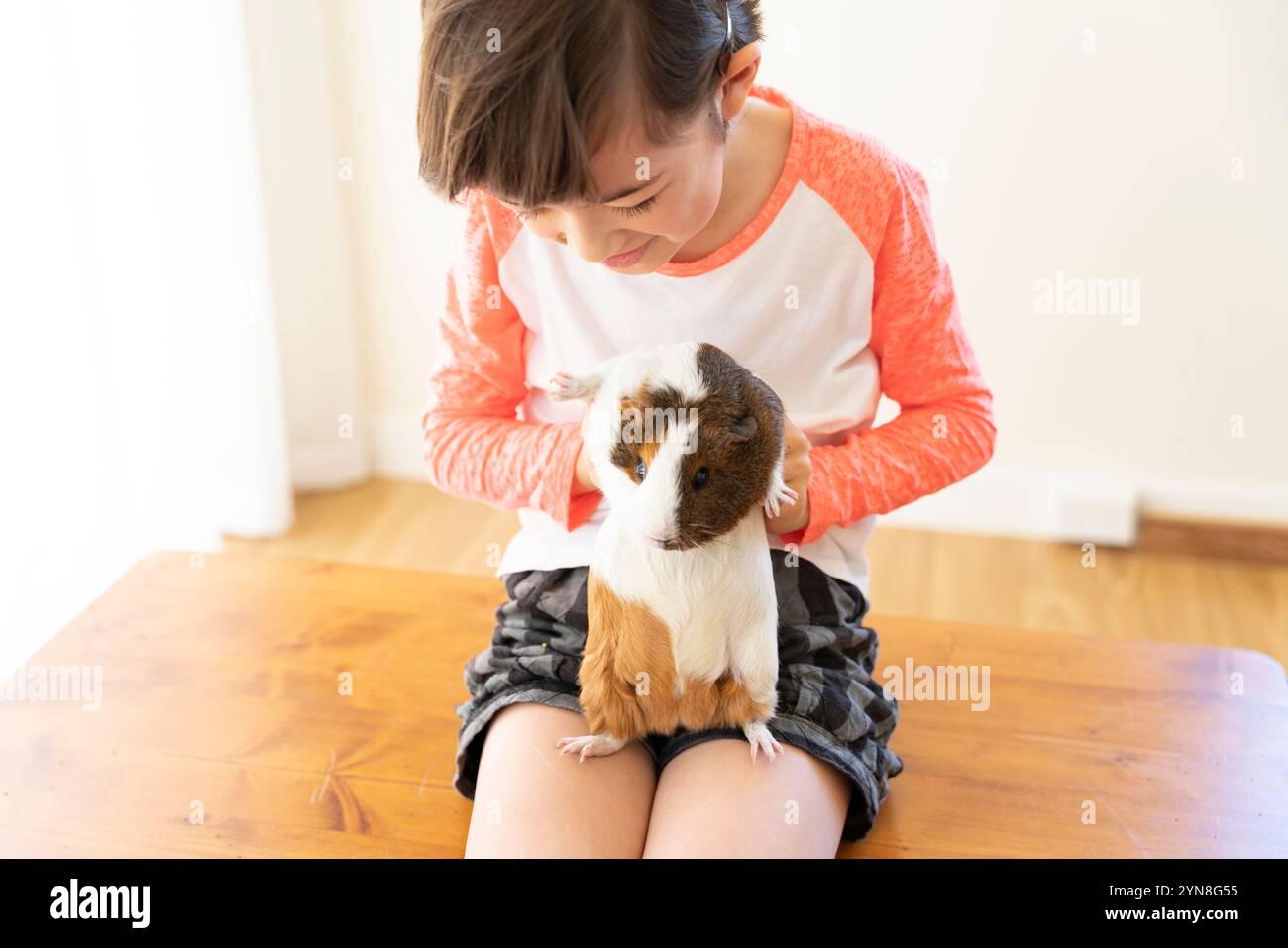 Girl playing with pet guinea pig Stock Photo - Alamy