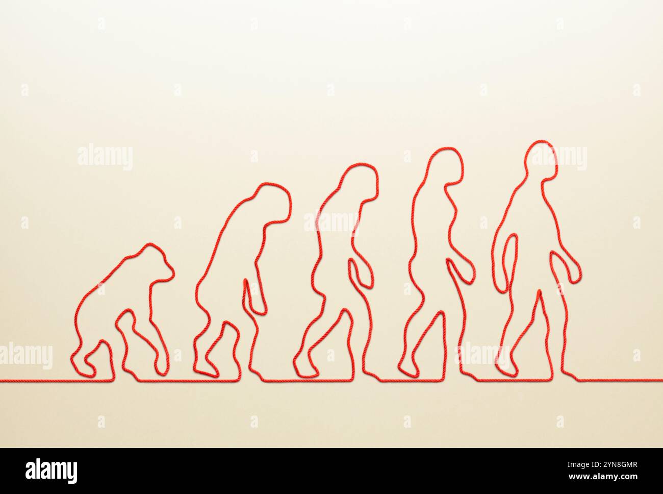 Evolution of apes made from a single string Stock Photo - Alamy