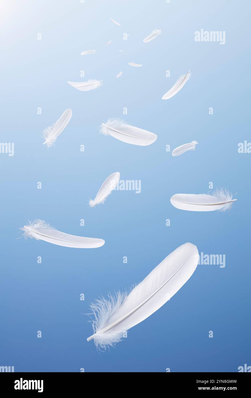 Good luck feather hi-res stock photography and images - Alamy