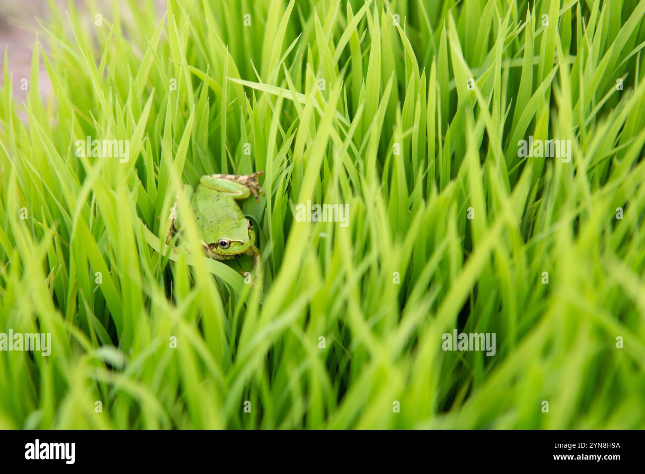 Frog perched on young rice plant Stock Photo - Alamy