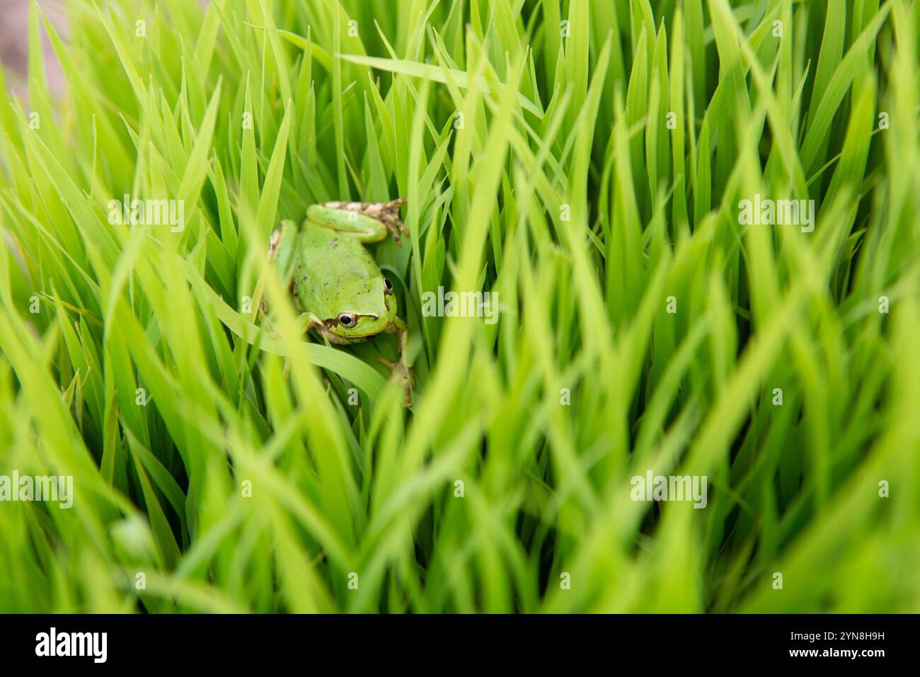 Rice frog hi-res stock photography and images - Alamy