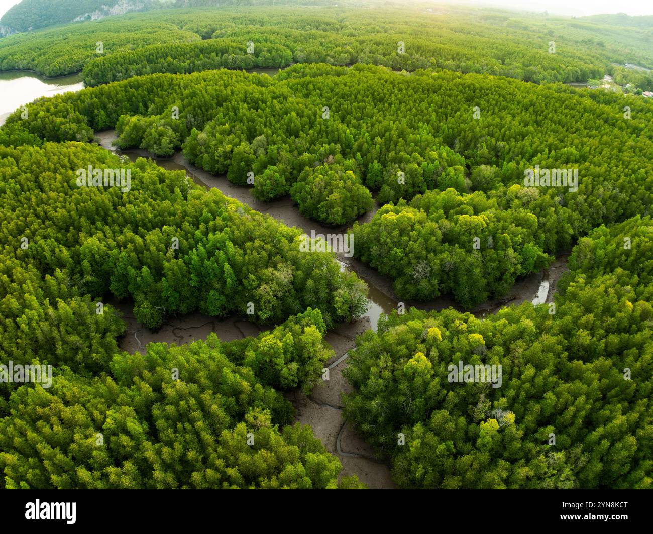 Top view amazing mangrove hi-res stock photography and images - Alamy