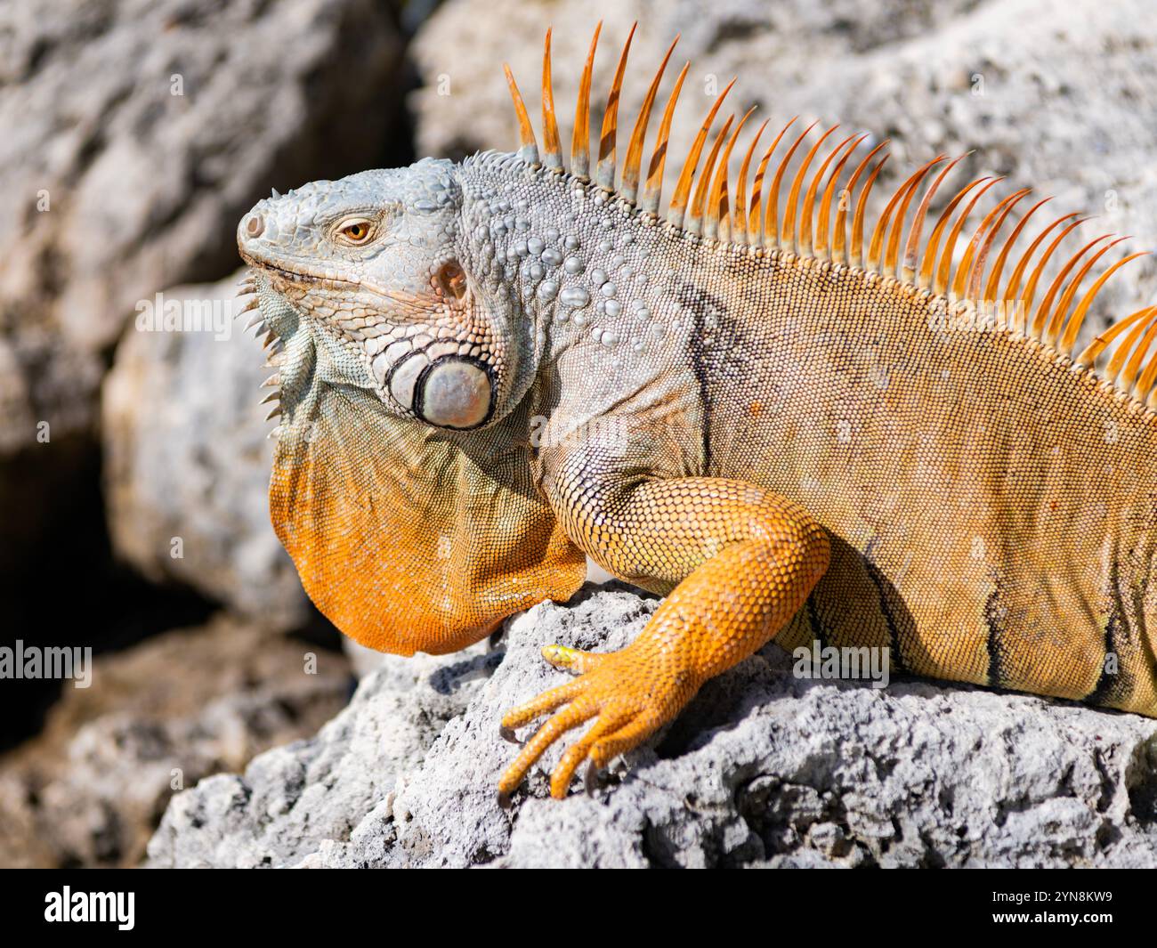 Wildlife fauna. Wild iguana lizard. Iguana lizard on the stone. Exotic ...