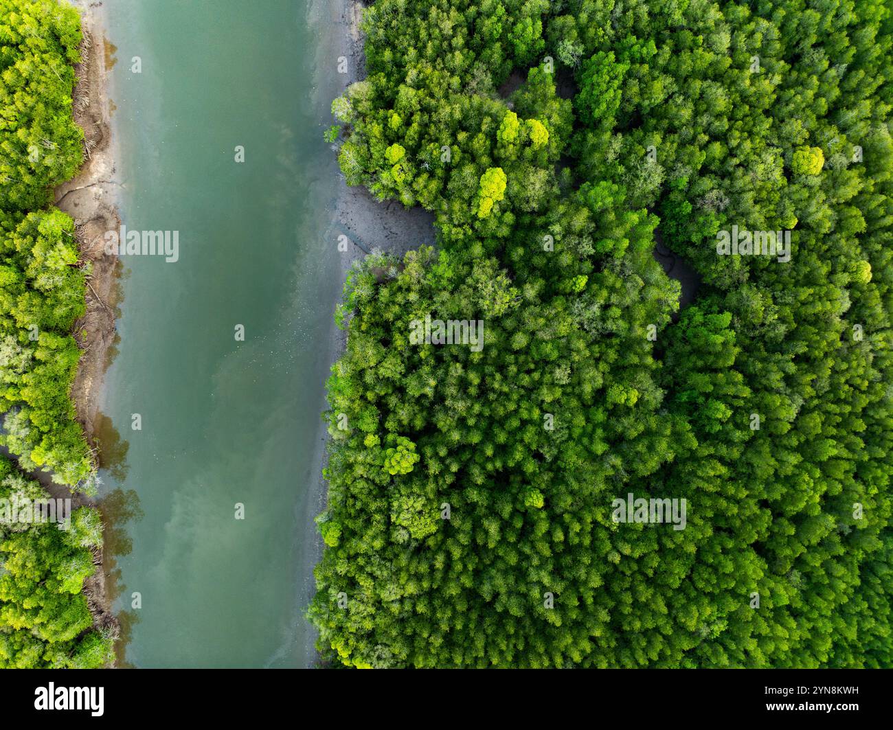 Amazing abundant mangrove forest,Aerial view of forest trees Rainforest ...