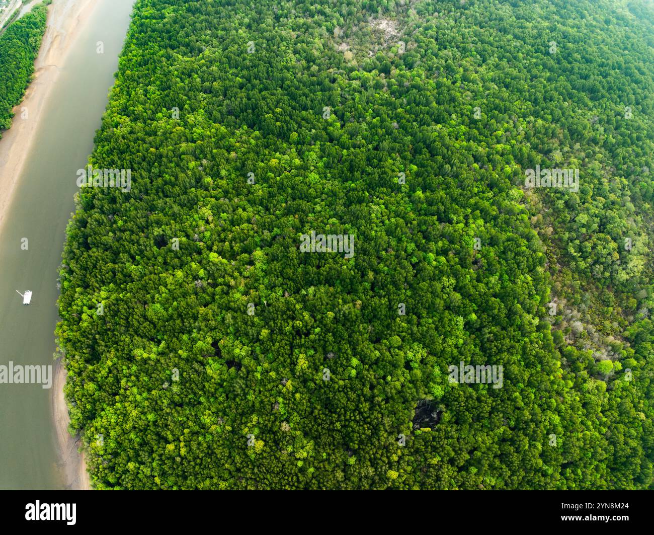 Amazing abundant mangrove forest,Aerial view of forest trees Rainforest ...