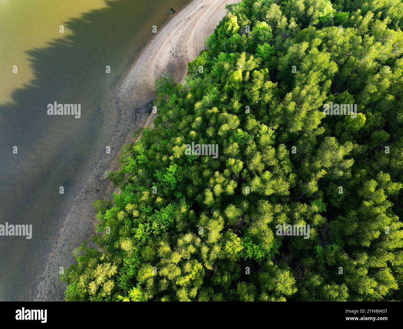 Top view amazing mangrove hi-res stock photography and images - Alamy