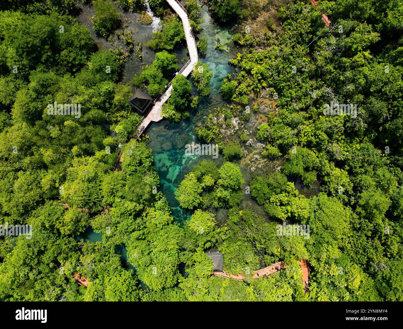 Top view Mangrove forest and river landscape at Tha Pom Klong Song Nam ...