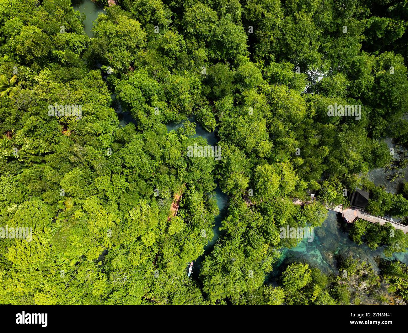 Top view amazing mangrove hi-res stock photography and images - Alamy