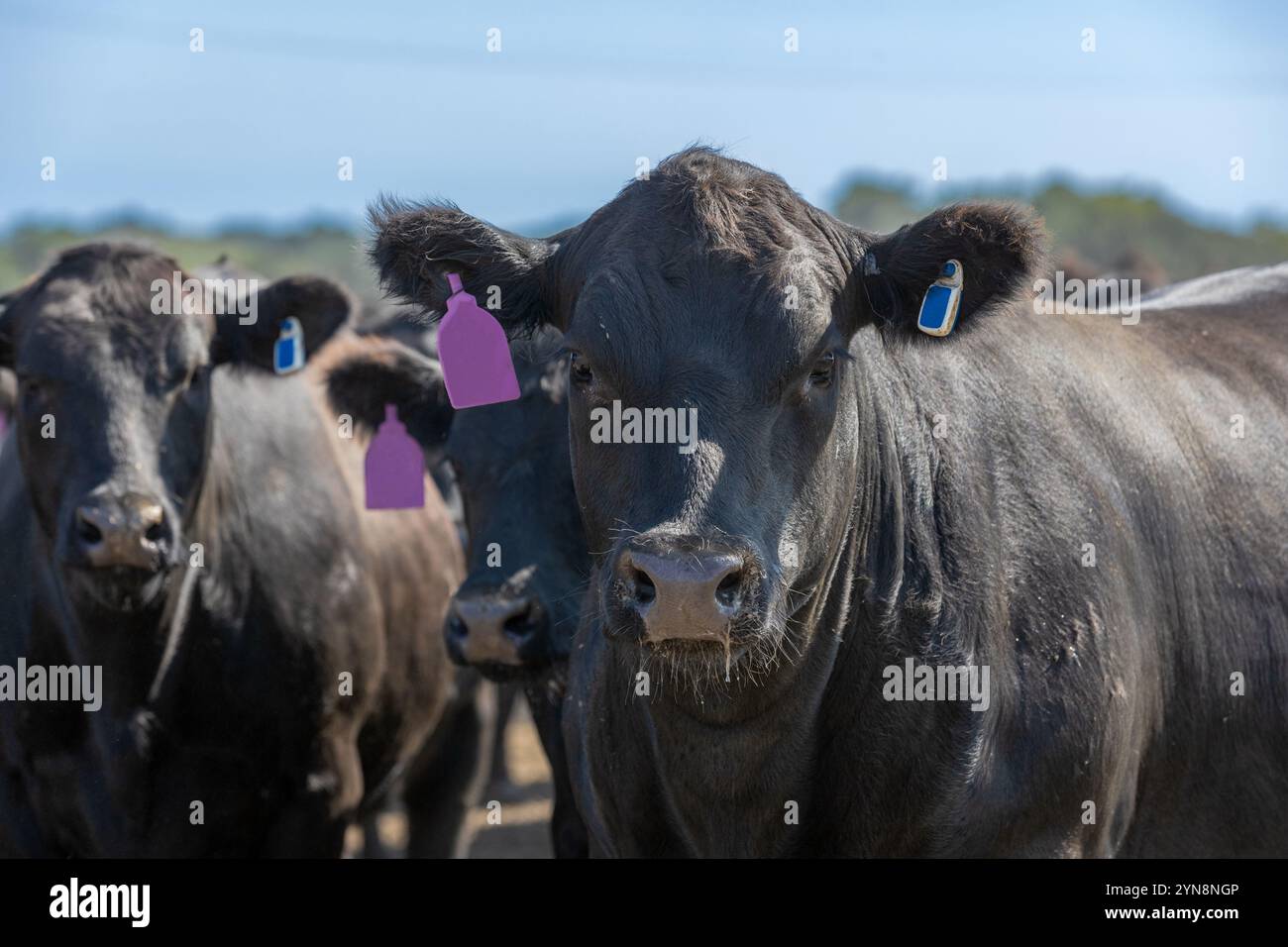 Black Angus breed cattle in a feedlot or feed yard. Ear tags and ...