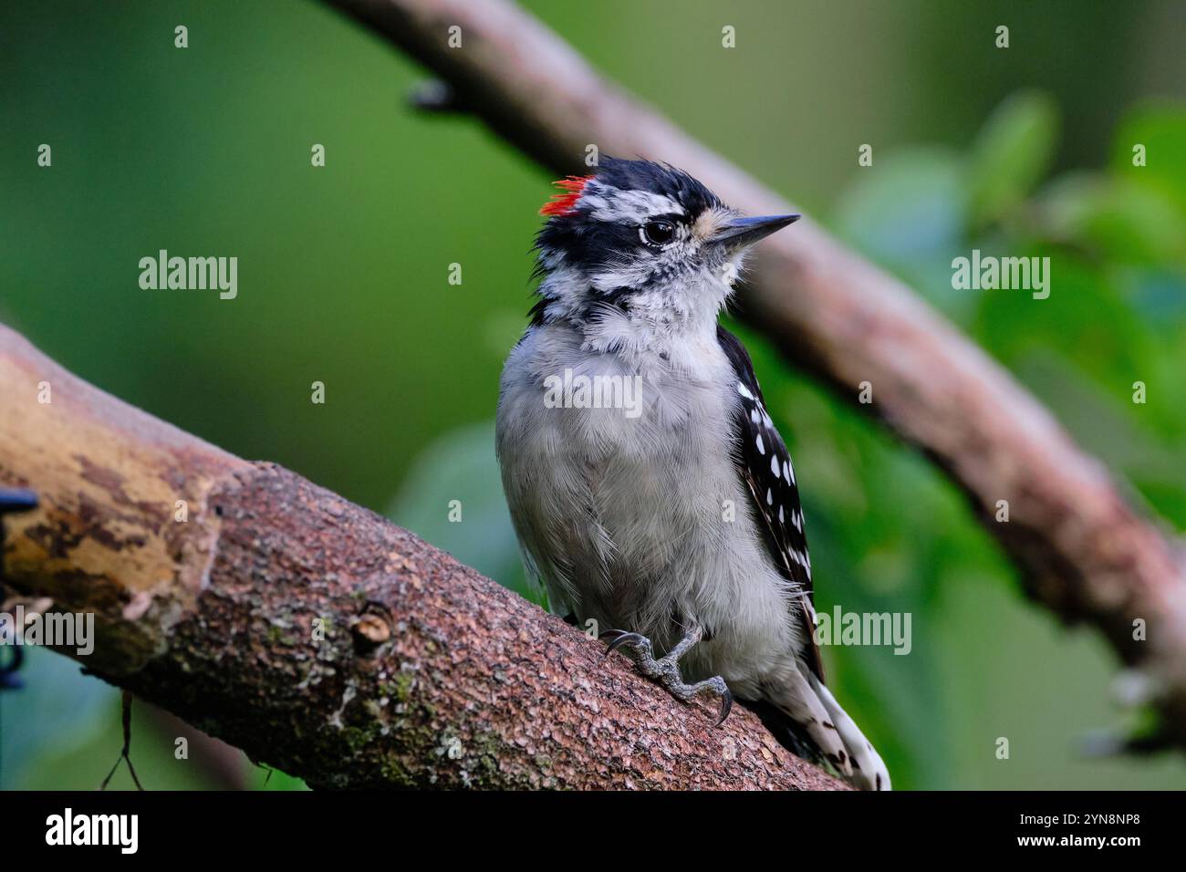 Small woodpecker black white hi-res stock photography and images - Alamy