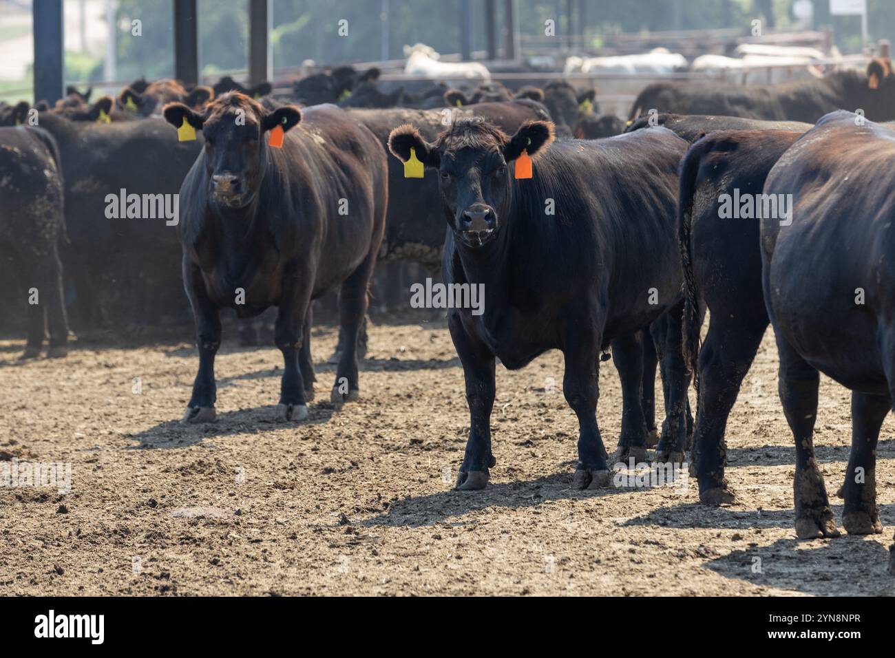Black Angus breed cattle in a feedlot or feed yard. Ear tags and ...