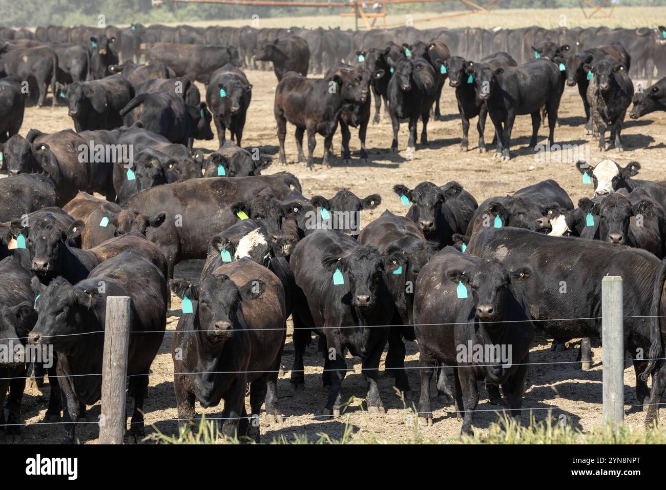 Black Angus breed cattle in a feedlot or feed yard. Ear tags and ...
