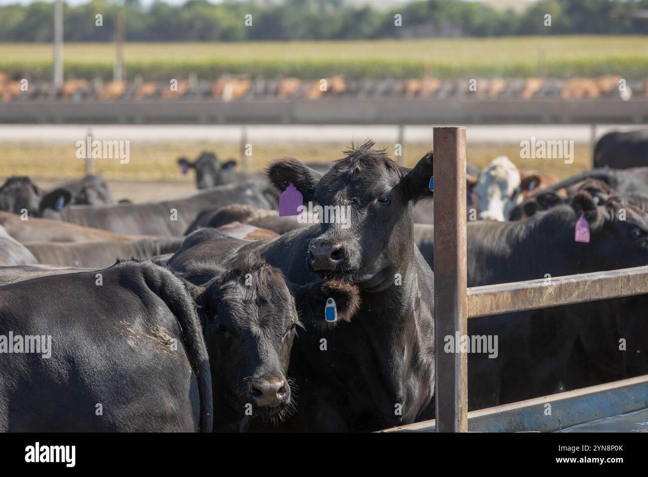 Black Angus breed cattle in a feedlot or feed yard. Ear tags and ...