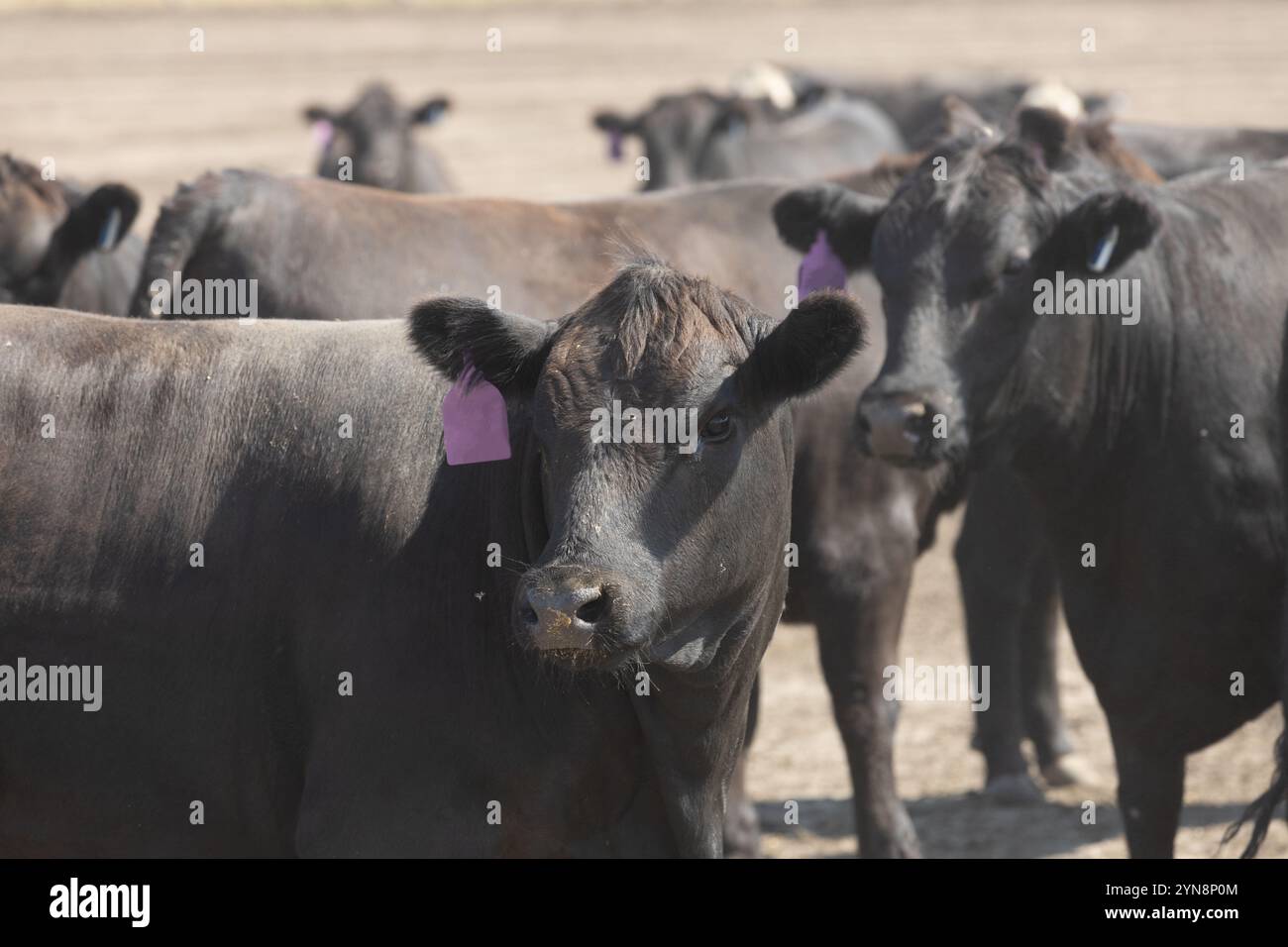 Black Angus breed cattle in a feedlot or feed yard. Ear tags and ...
