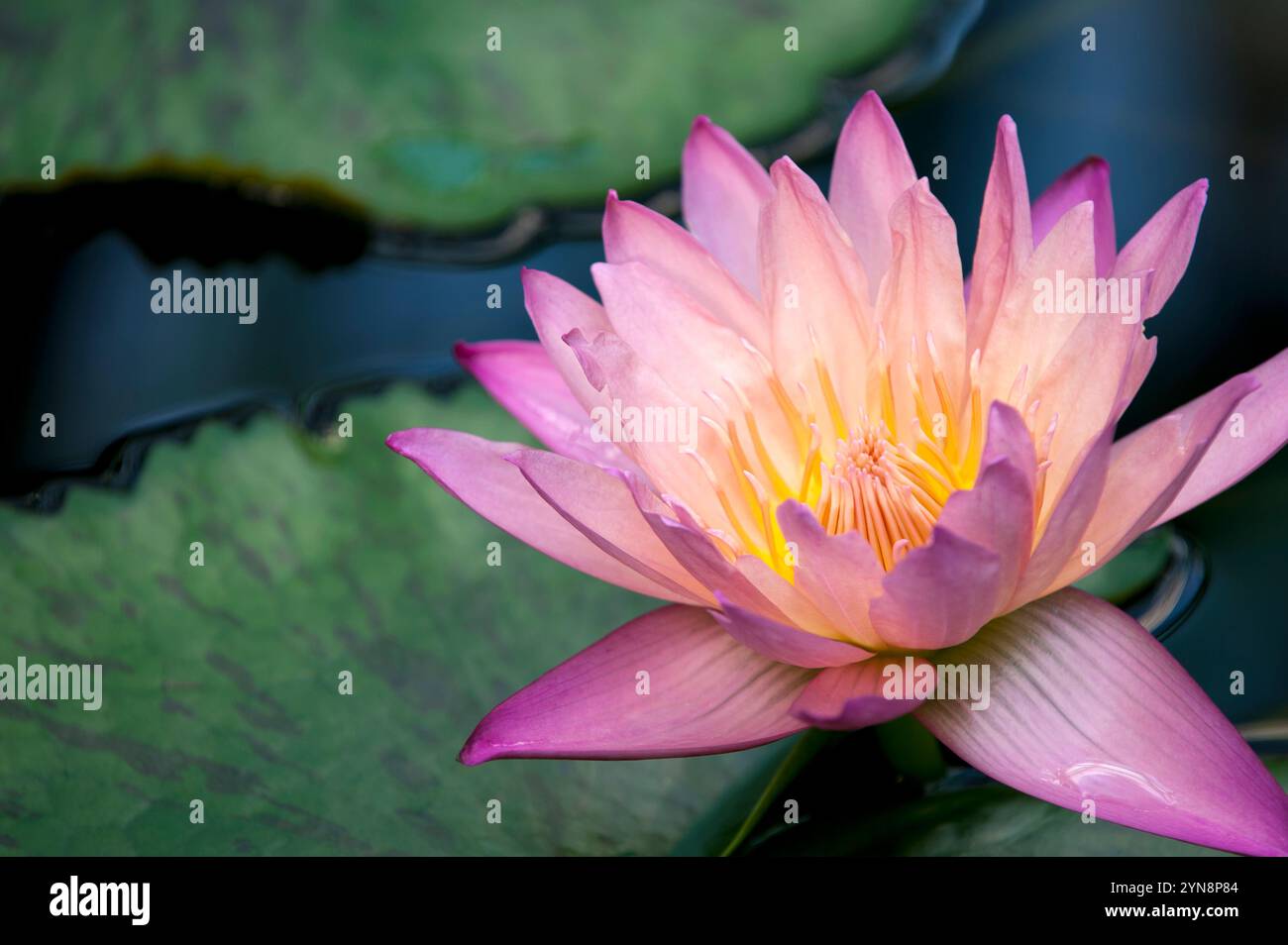 Single large pink lotus blossom in full bloom in a lily pond with open ...