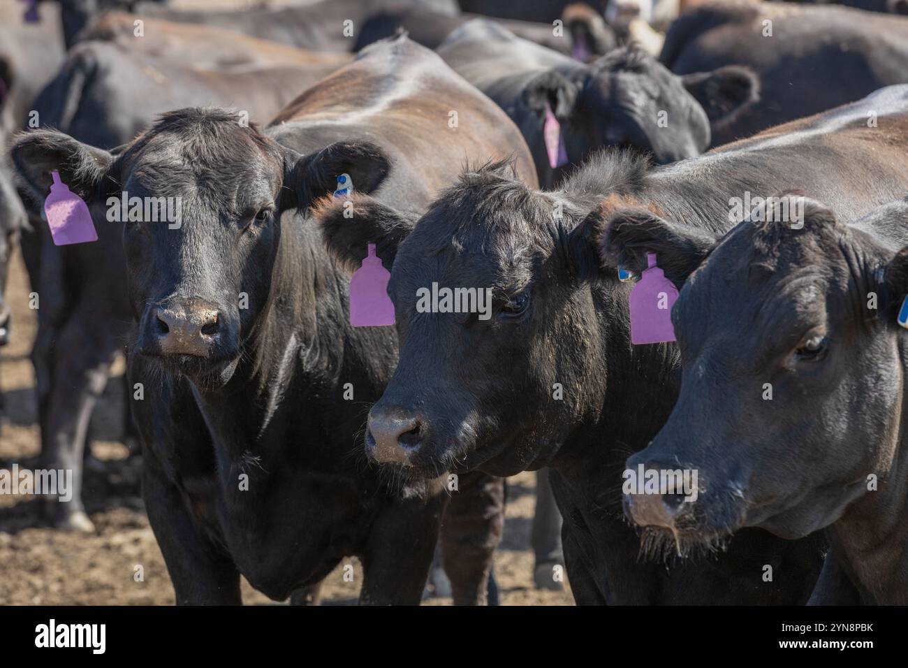 Black Angus breed cattle in a feedlot or feed yard. Ear tags and ...