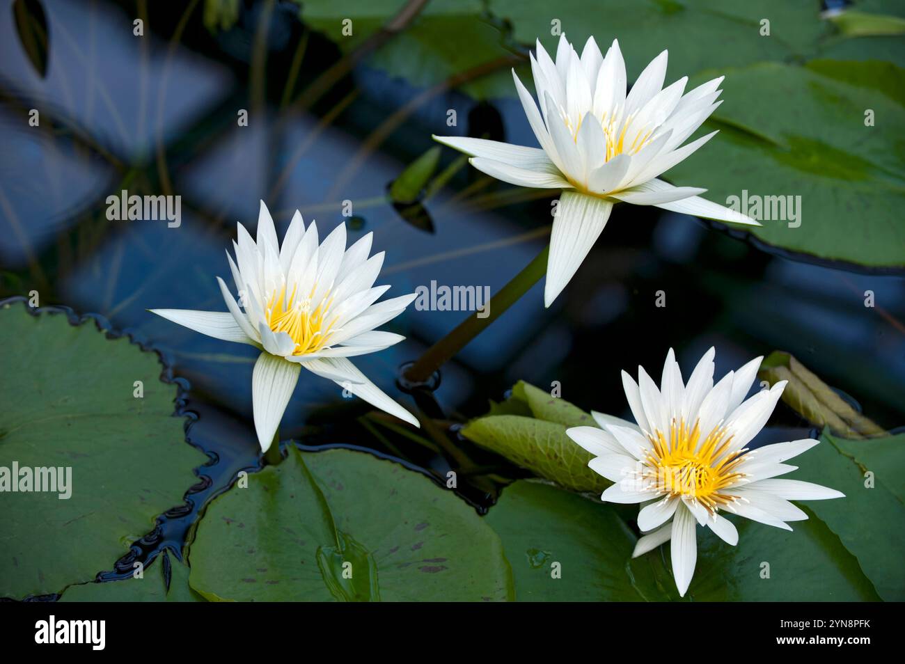 Three white lotus blossoms in full bloom in a lily pond with open ...