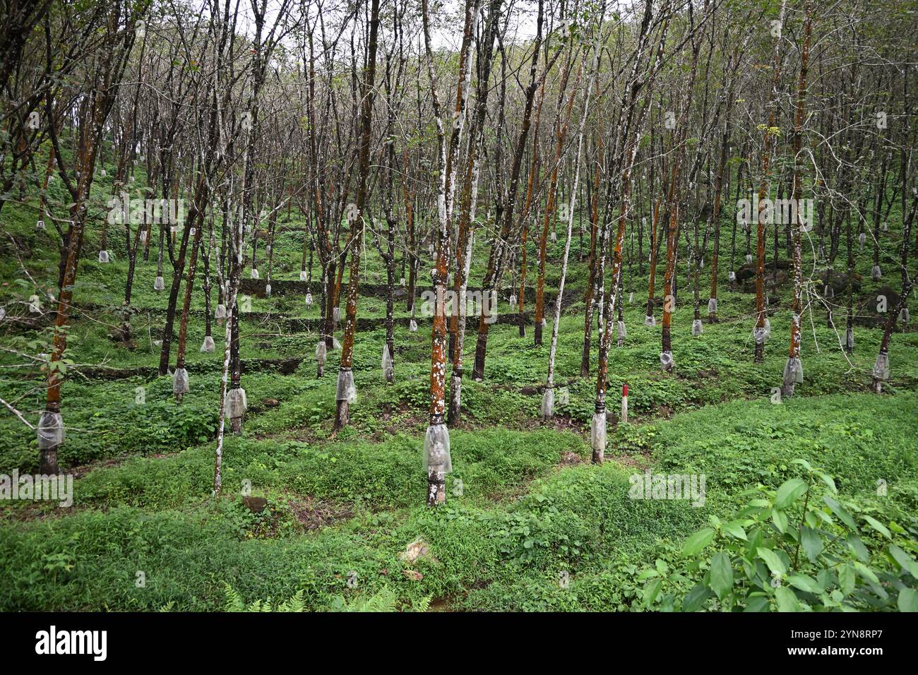 View of a rubber plantation with rain guard covers attached to all the ...