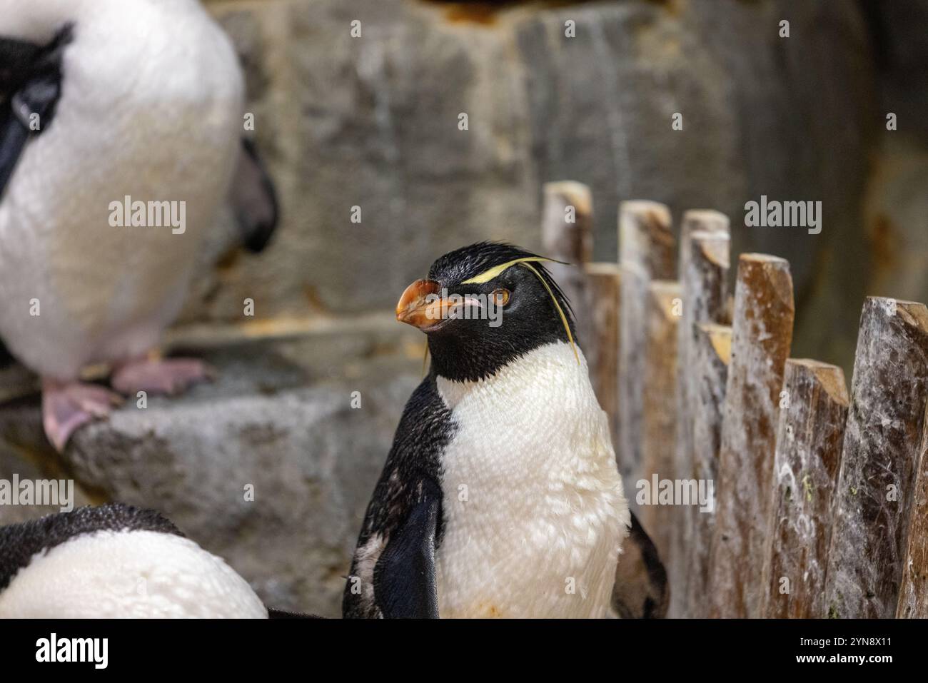 Species penguins hi-res stock photography and images - Alamy