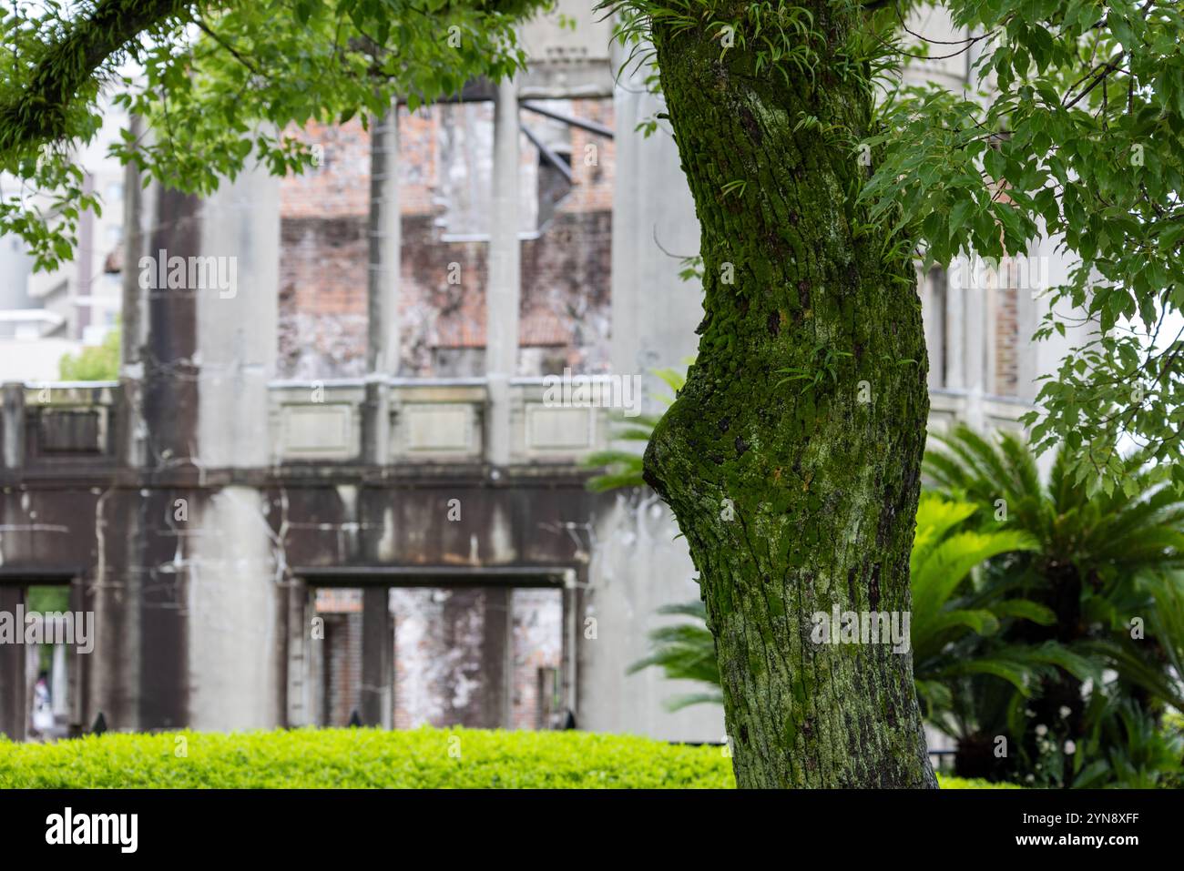 Tree and Hiroshima Peace Memorial: Nature and History Stock Photo - Alamy